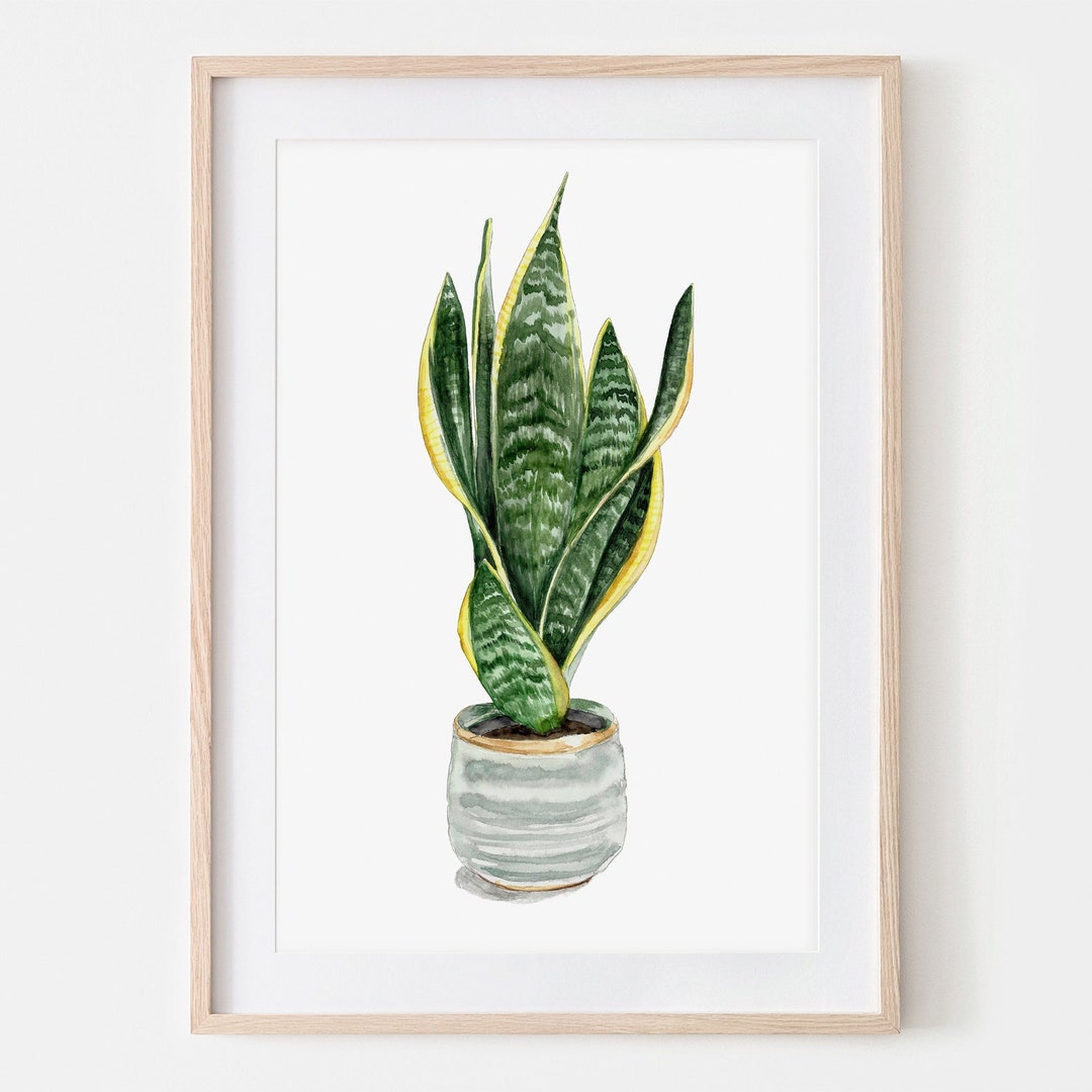 Sanseveria Bow Hemp, Houseplant, Drawing, Fine Art Print, Traditional ...