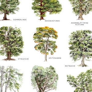 Deciduous Trees, Tree Drawing, Poster Tree Species, Fine Art Print ...