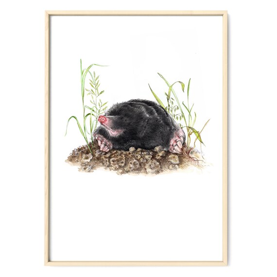 Mole Drawing Fine Art Print Giclée Print Illustration Poster - Etsy