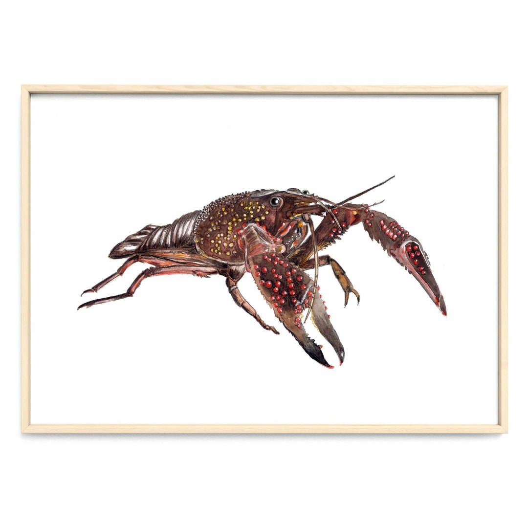 Aquarell Hummer Porträt Zeichnung Fine Art Print Giclée Print - Etsy.de