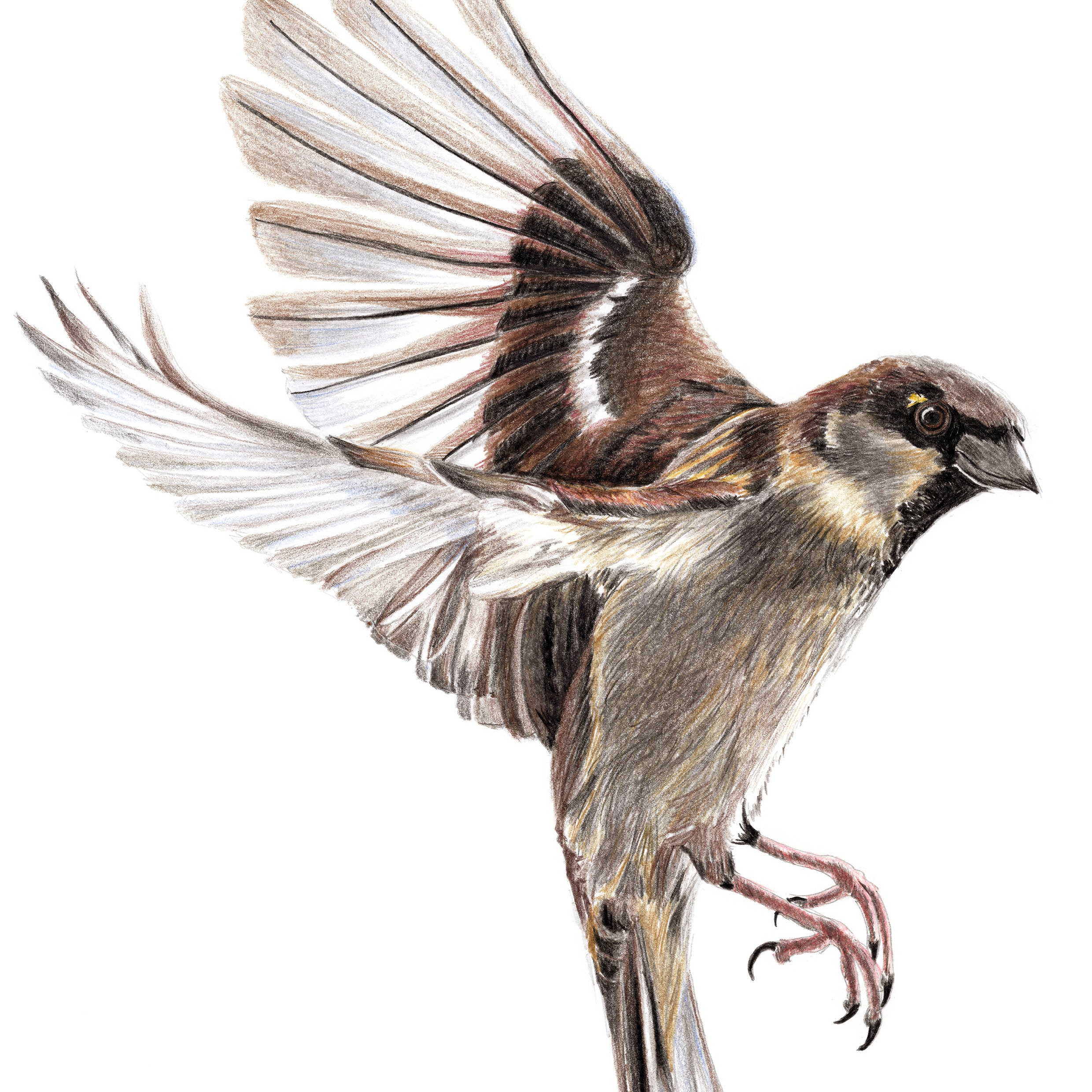 Flying Sparrow Drawings