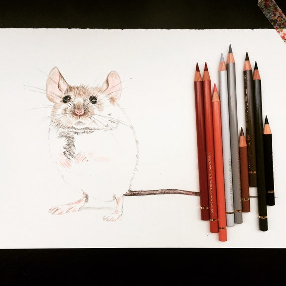 Mouse Animal Drawing
