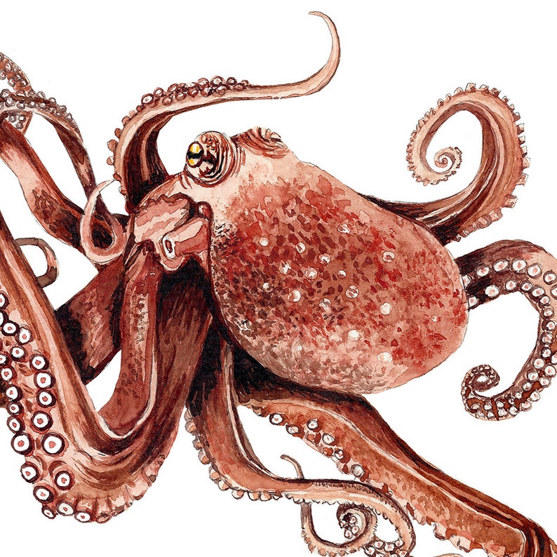 Aquarell Oktopus Krake Porträt Zeichnung Fine Art Print, Giclée Print ...