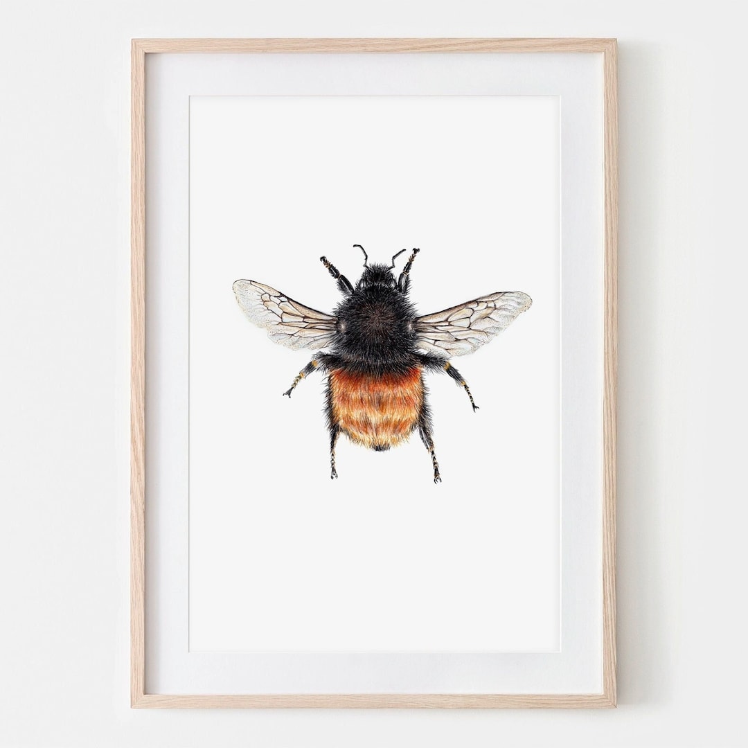 Alpine Bumblebee, Portrait, Fine Art Print, Giclée Print, Bumblebee ...