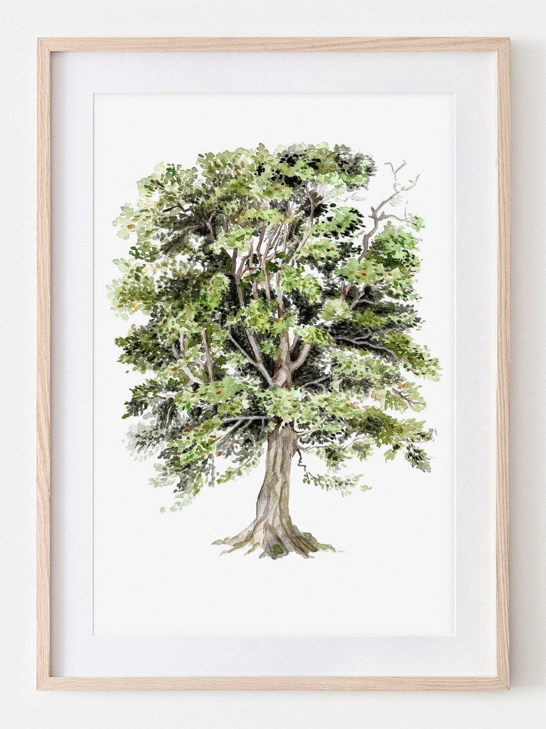 Beech, Deciduous Tree Drawing, Tree Poster, Fine Art Print, Traditional ...