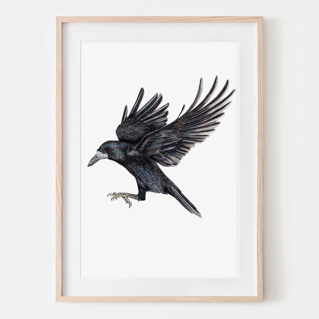 Rook in Flight, Drawing, Fine Art Print, Giclée Print, Bird Poster ...