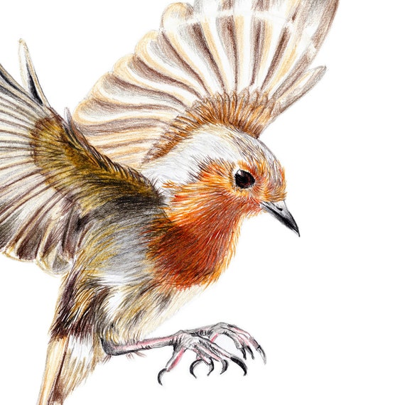 Robin Bird Flying Drawing