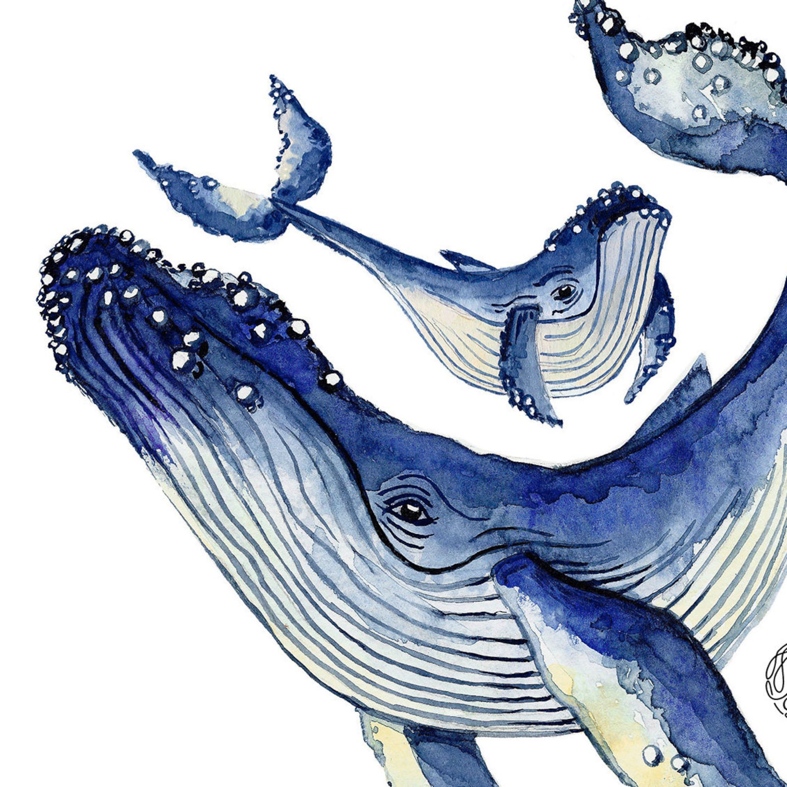 Aquarell Buckelwale Wal Zeichnung Fine Art Print Giclée Print - Etsy.de