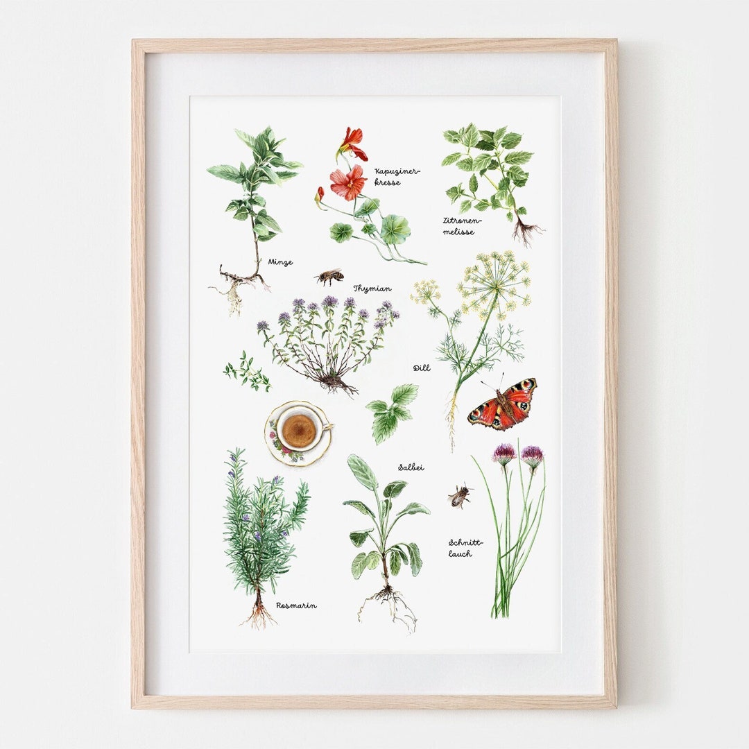 Kitchen Herbs, Plant Poster, Herb Poster, Fine Art Print, Traditional ...