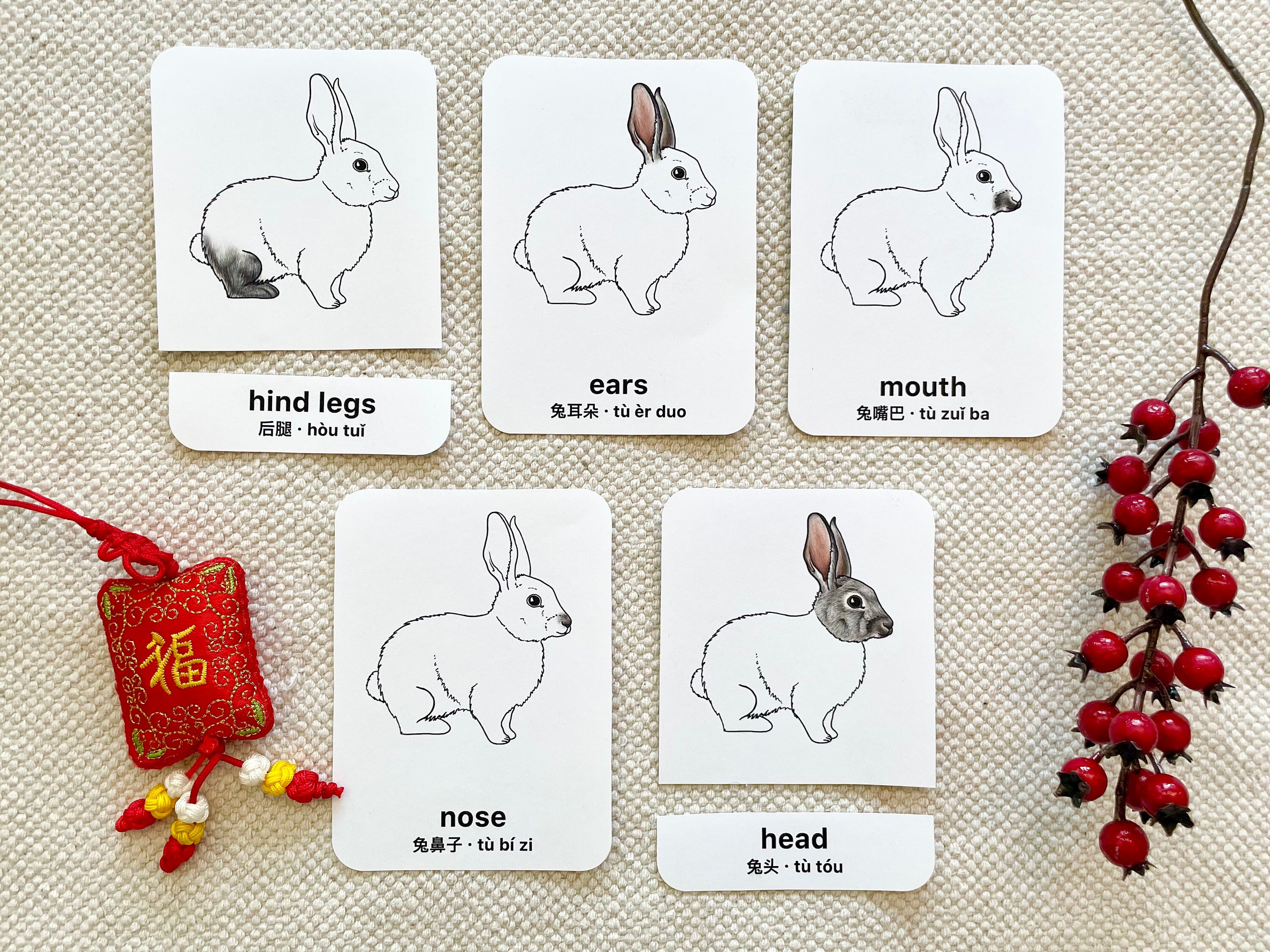 Bilingual Parts of a Rabbit Montessori Chinese Lunar New Year Year of ...