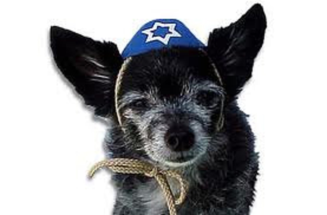 Yarmulke Kippah for Pets: Dogs and Cats - Etsy