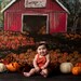 Fall Harvest - Halloween Photography Backdrop - Printed Photography ...