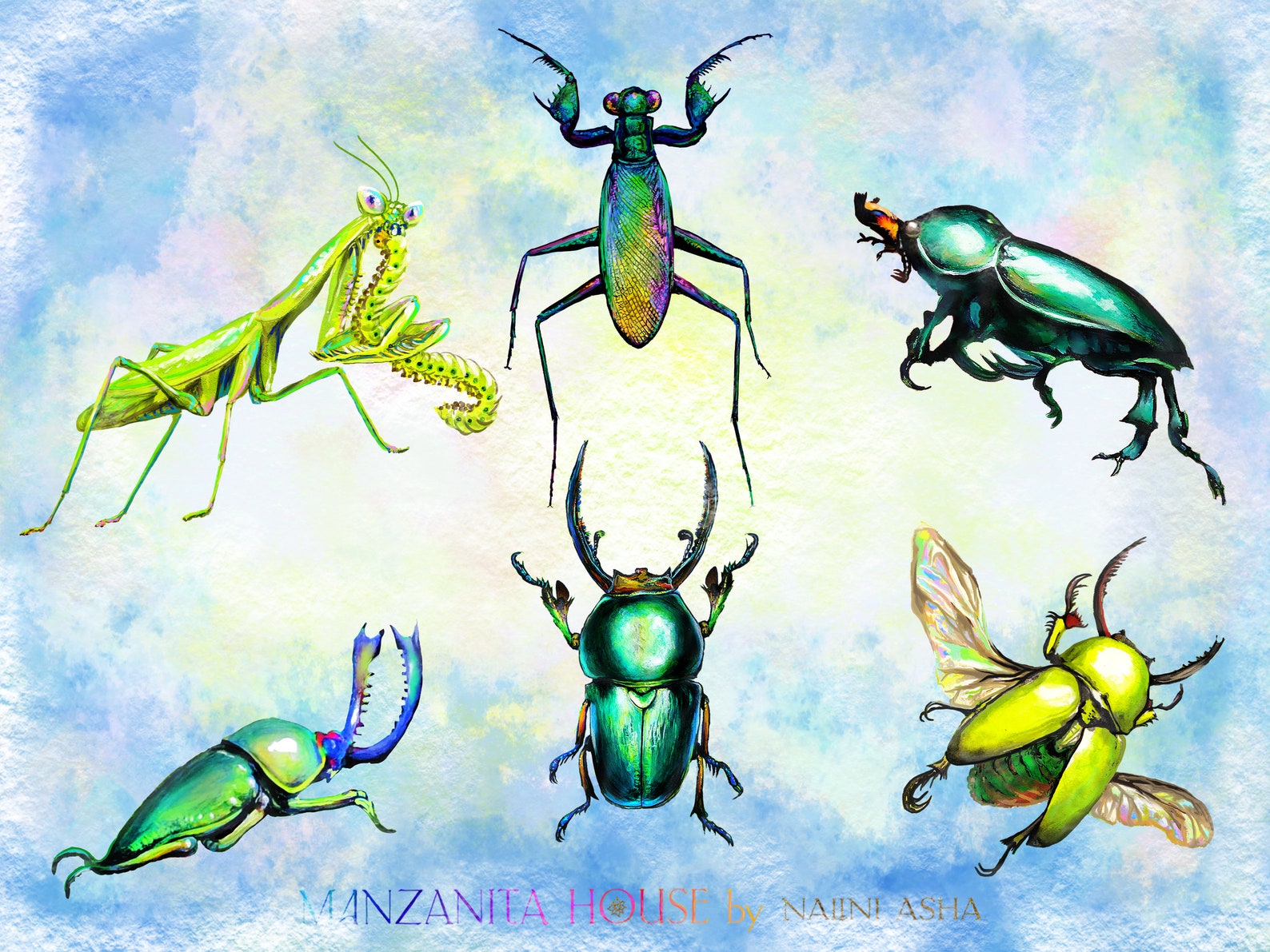 Hand-painted Clipart Insects Beetles Praying Mantis Stag - Etsy