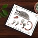 Articulated Printable Paper Opossums, Digital Download, Paper Dolls ...