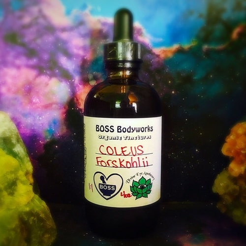 Organic COLEUS FORSKOHLII ROOT Tincture Ayurvedic Extract | Etsy