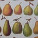 Botanical Print Paper Fruit Design Ripe Pears Collage - Etsy