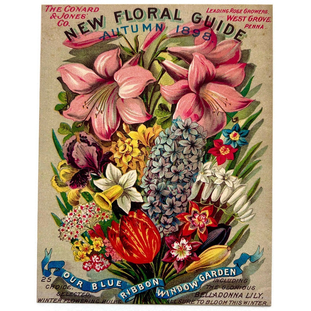 Flower Seed Packet Postcard, White Roses Postcard, Postcard Art ...