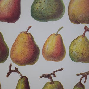 Botanical Print Paper, Fruit Design, Ripe Pears, Collage Paper ...