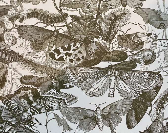 Botanical Print Paper,black and White Butterflies, Butterfly Paper ...