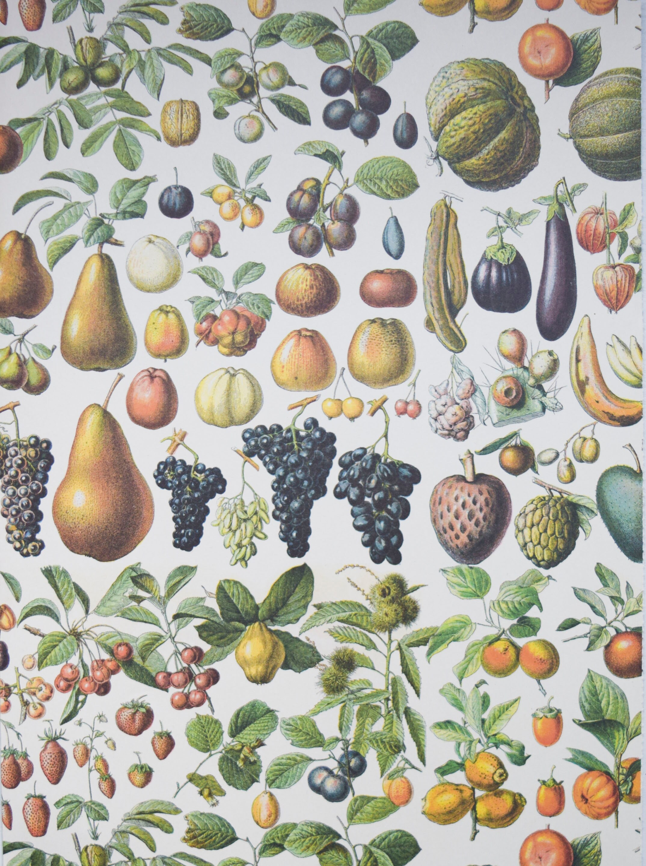 Botanical Print Paper Fruit Design Vintage Fruit Design | Etsy