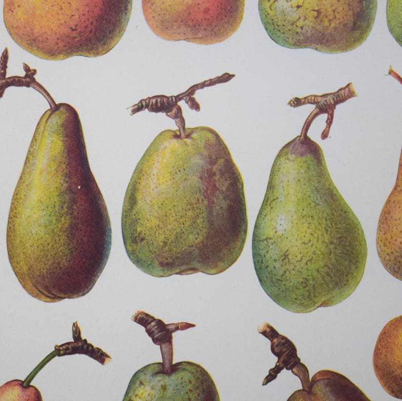 Botanical Print Paper Fruit Design Ripe Pears Collage - Etsy