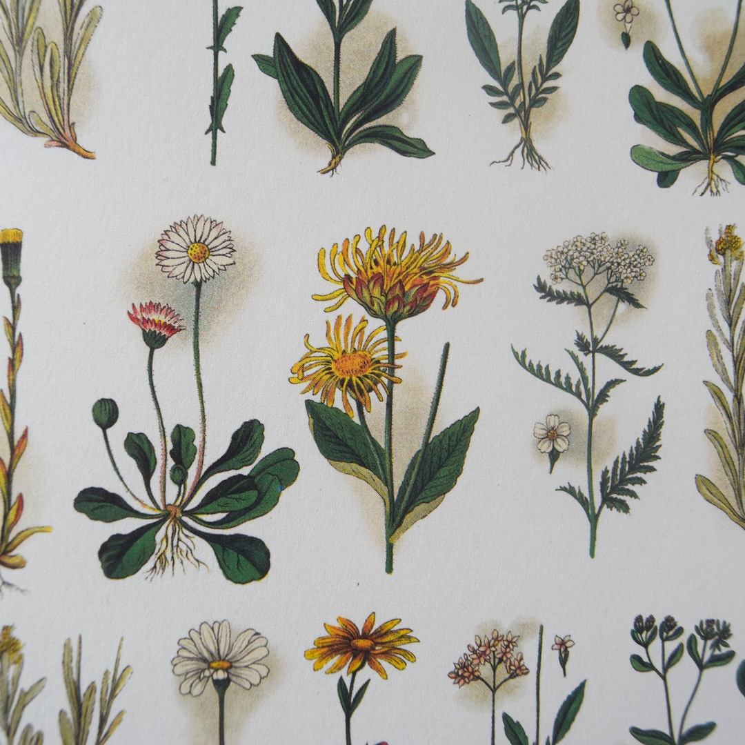 Botanical Print Paper: Vintage Floral Designs for Collage (two 8.5x11 ...