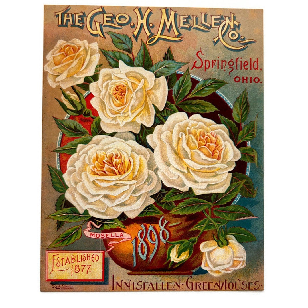 Flower Seed Packet Postcard, White Roses Postcard, Postcard Art ...