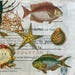 Colorful Sea Life Napkins: Ocean Decoupage Paper Crafts - Set of 3 - Etsy