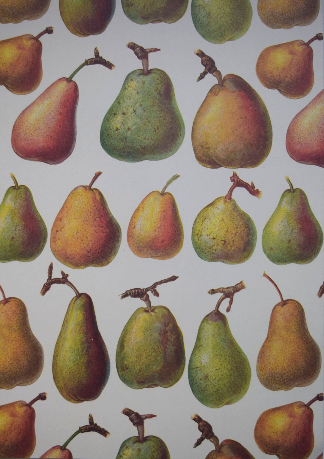 Botanical Print Paper, Fruit Design, Ripe Pears, Collage Paper ...