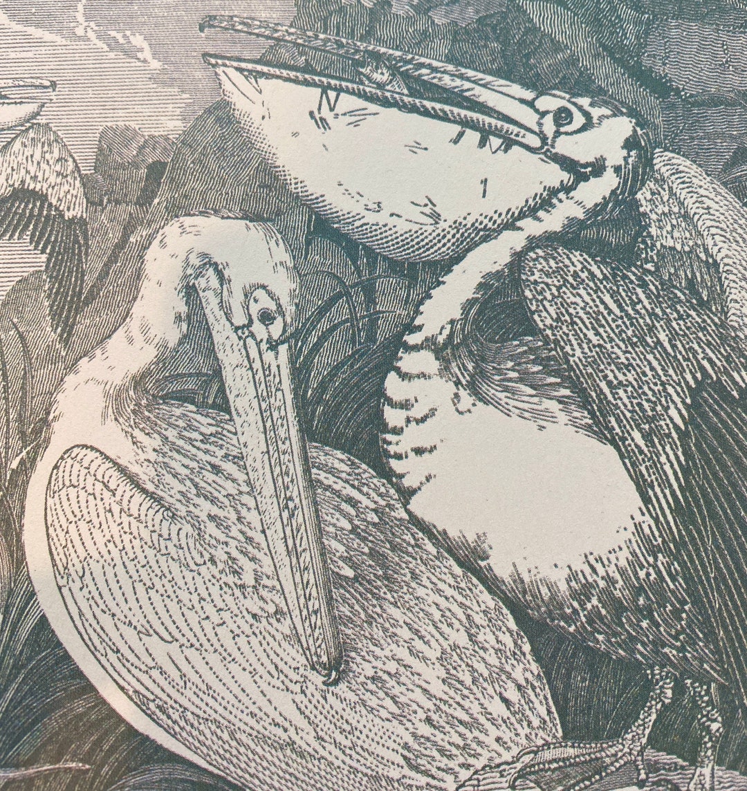 Vintage Inspired Bird Designs, Seabirds, Pelicans, Collage Paper,bird ...