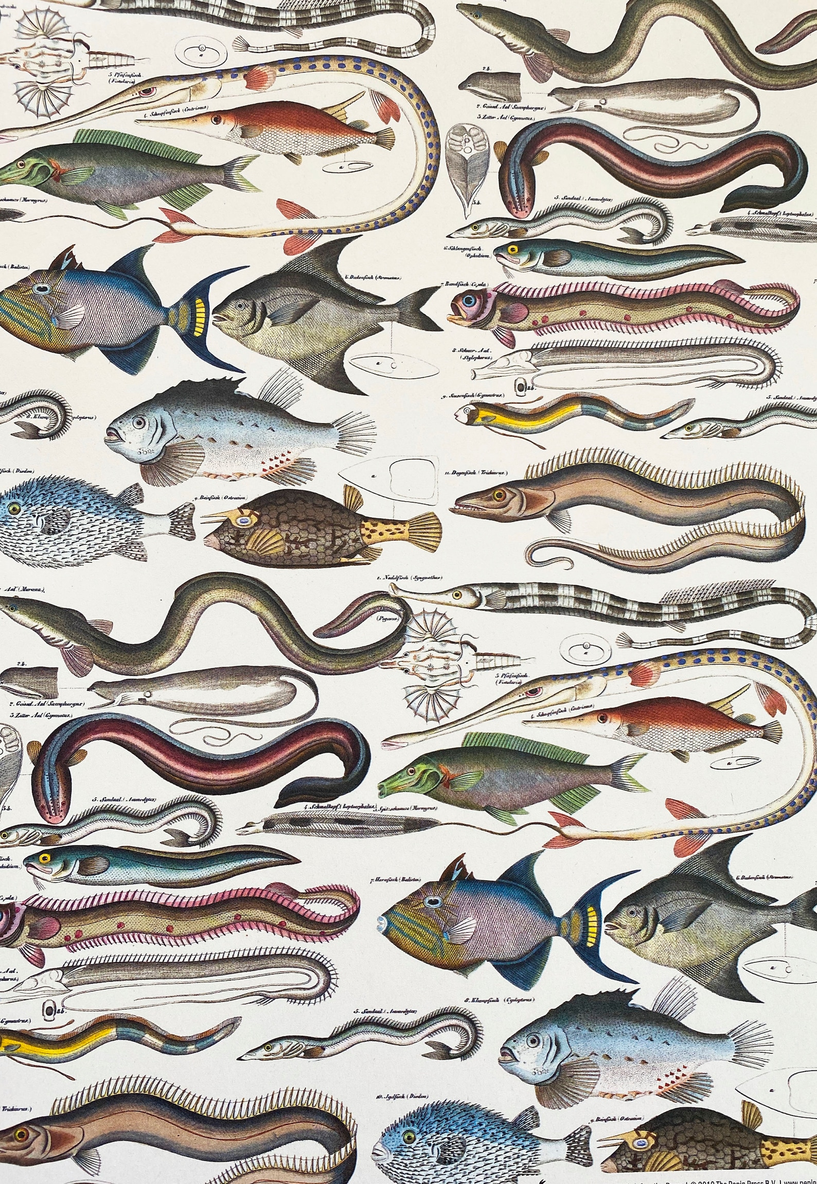 Tropical Fish Paper Vintage Inspired Sea Life Designs - Etsy