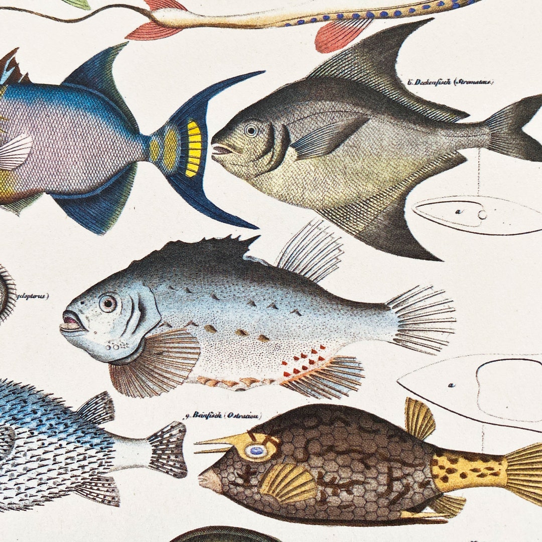 Tropical Fish Paper, Vintage Inspired Sea Life Designs, Botanical Print ...