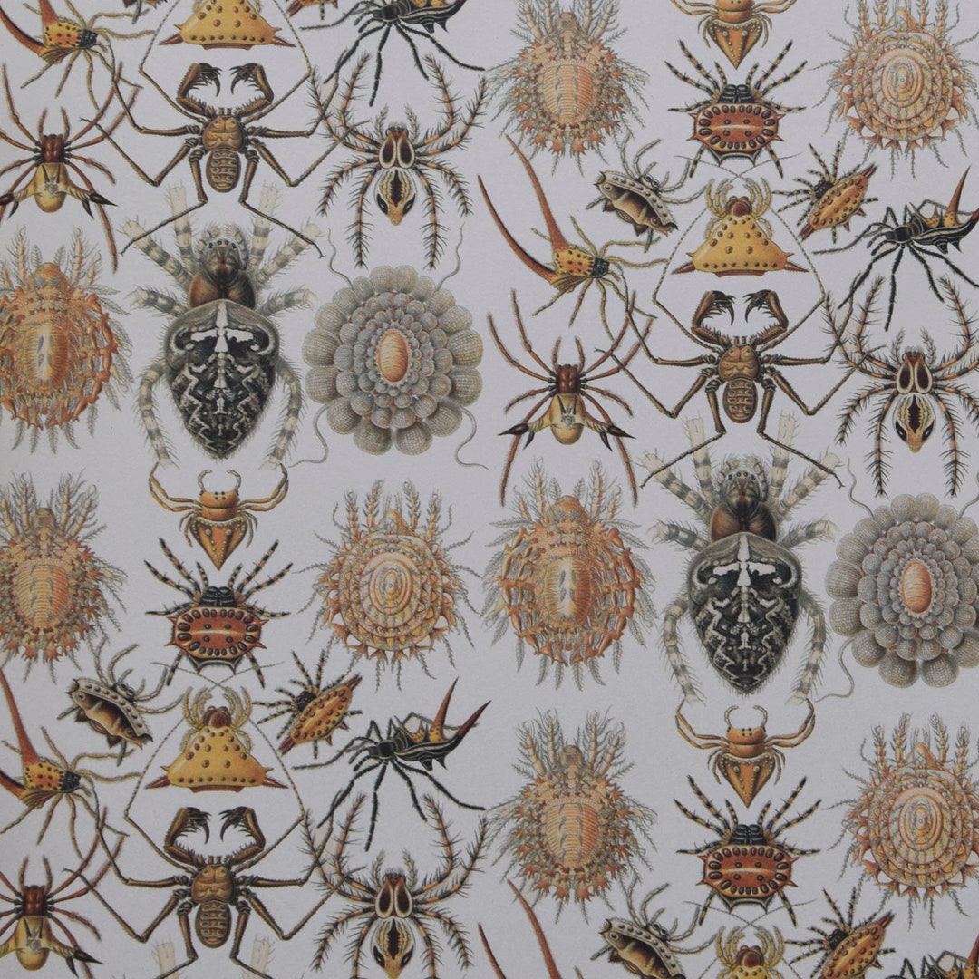 Botanical Print Paper, Spiders Design, Insect Design, Wrapping Paper ...