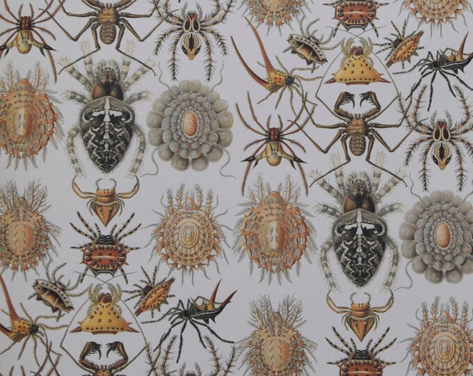 Botanical Print Paper, Spiders Design, Insect Design, Wrapping Paper ...