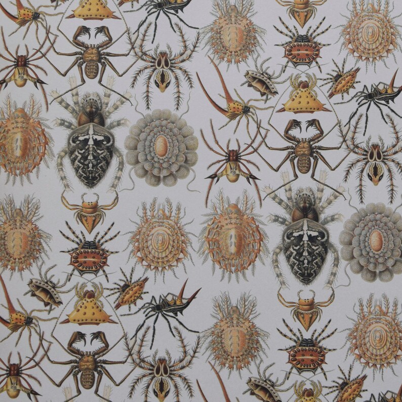 Botanical Print Paper Spiders Design Insect Design Wrapping - Etsy