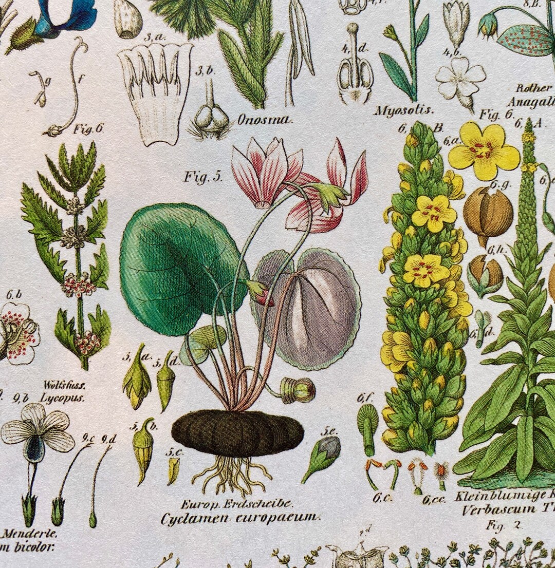 Botanical Print Paper, Wild Flowers, Collage Paper, Wrapping Paper ...