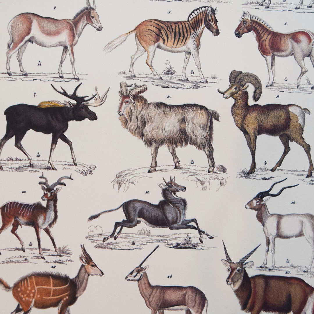 Vintage Botanical Animal Print Paper: Exotic Gazelles, Rams (two 8.5x11 ...