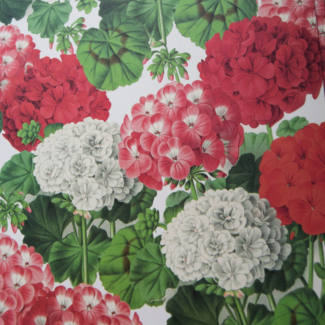 Pink Floral, Flower Prints Paper, Pink and Red Geraniums Paper, Set of ...