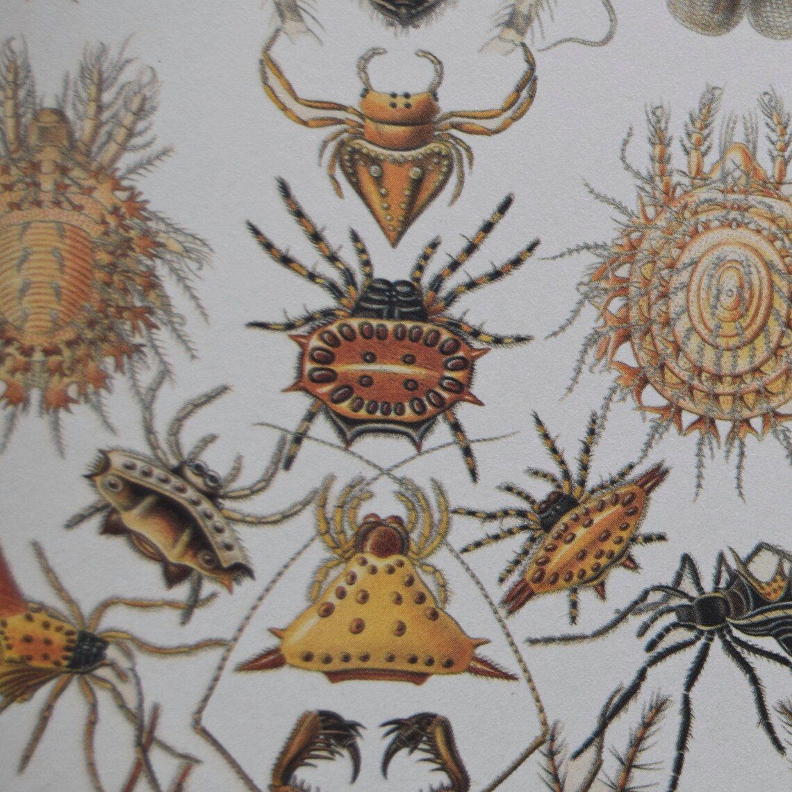 Botanical Print Paper Spiders Design Insect Design Wrapping - Etsy