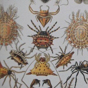 Botanical Print Paper, Spiders Design, Insect Design, Wrapping Paper ...