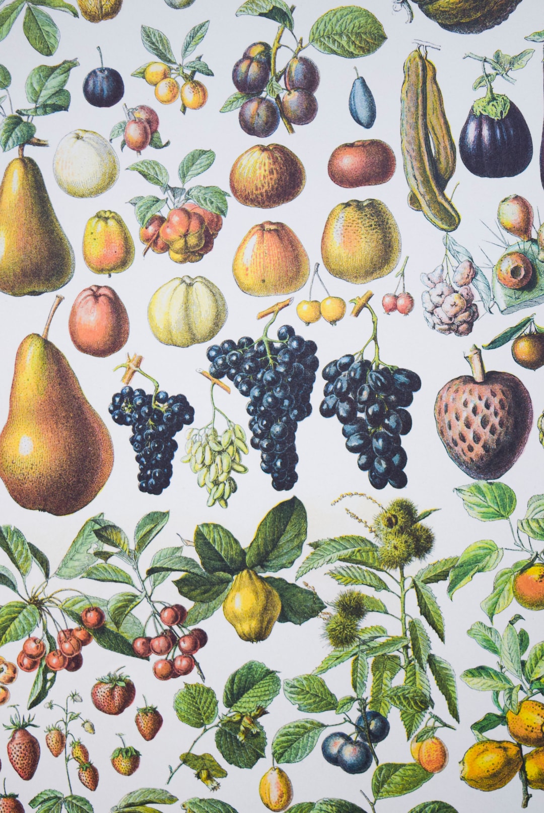 Botanical Print Paper, Fruit Design, Vintage Fruit Design, Wrapping ...