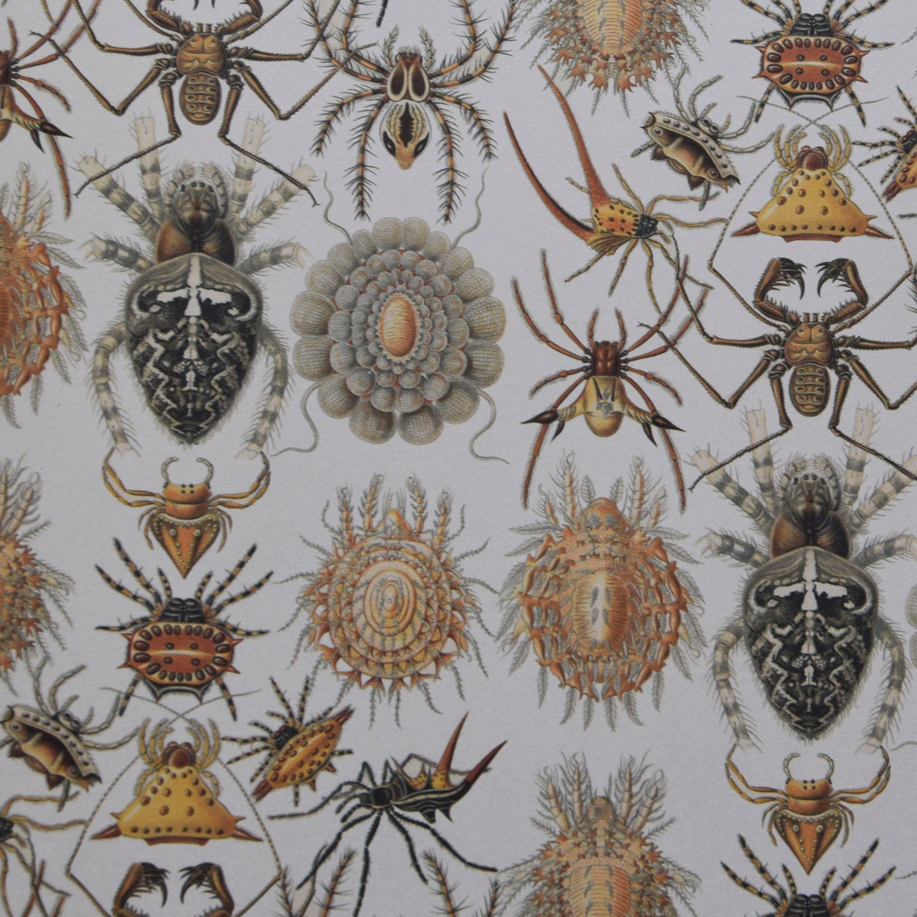 Botanical Print Paper Spiders Design Insect Design Wrapping - Etsy