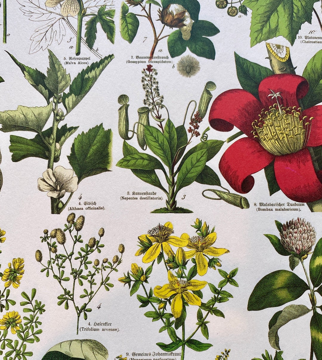 Botanical Print Paper, Flowers, Leaves and Seedpods Design, Collage ...