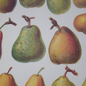 Botanical Print Paper, Fruit Design, Ripe Pears, Collage Paper ...