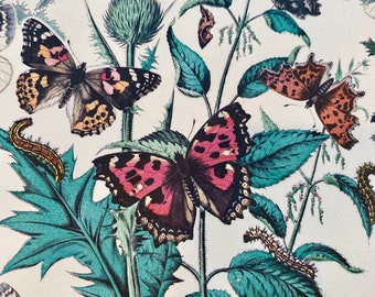 Botanical Print Paper,black and White Butterflies, Butterfly Paper ...