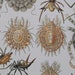 Botanical Print Paper, Spiders Design, Insect Design, Wrapping Paper ...
