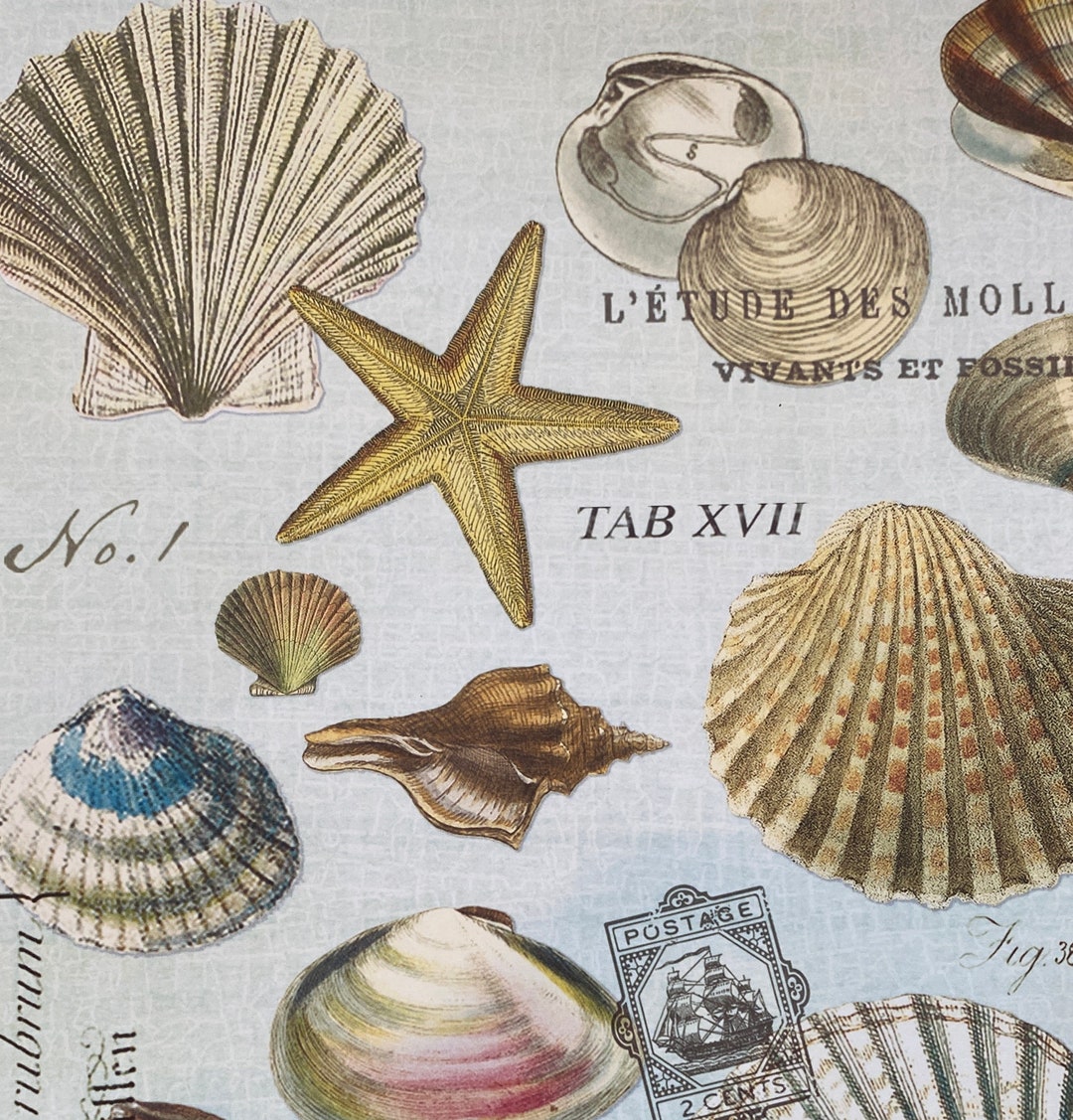 Botanical Print Paper, Sea Shells, Shell Paper, Collage Paper, Ocean ...