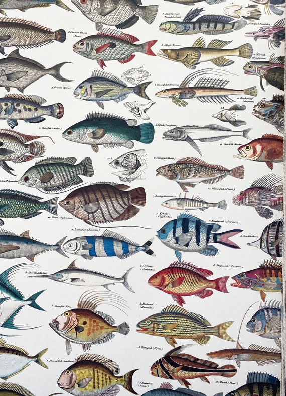 Tropical Fish Paper Vintage Inspired Sea Life Designs | Etsy