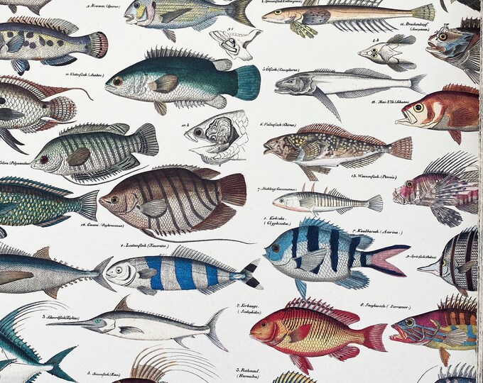 Tropical Fish Paper, Vintage Inspired Sea Life Designs, Botanical Print ...