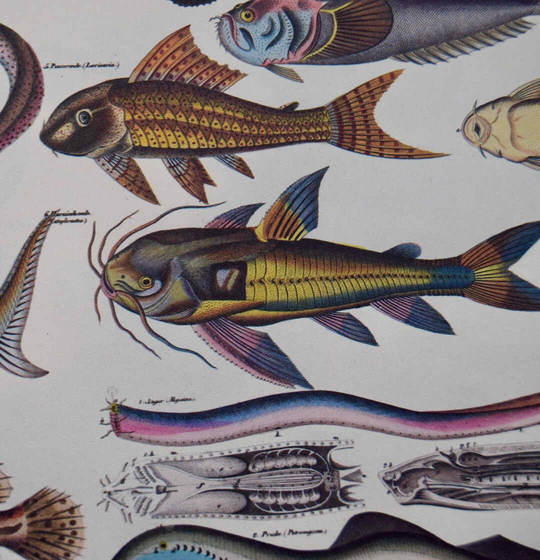 Vintage Inspired Tropical Fish Paper: Botanical Sea Life Designs (2 ...
